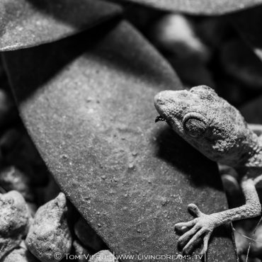 Egyptian sand gecko found in my garden | Dahab - Egypt - Livingdreams.tv