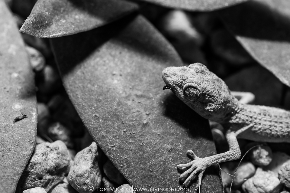 Egyptian sand gecko found in my garden | Dahab - Egypt - Livingdreams ...