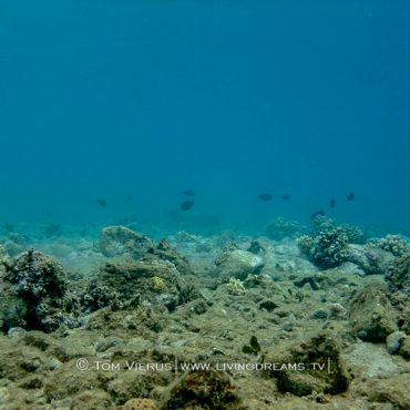 Empty Oceans in 2048|Why you can help by making a choice ...