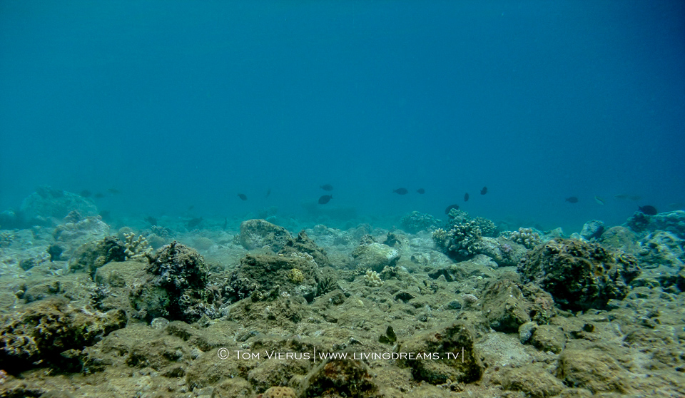 Empty Oceans in 2048|Why you can help by making a choice ...