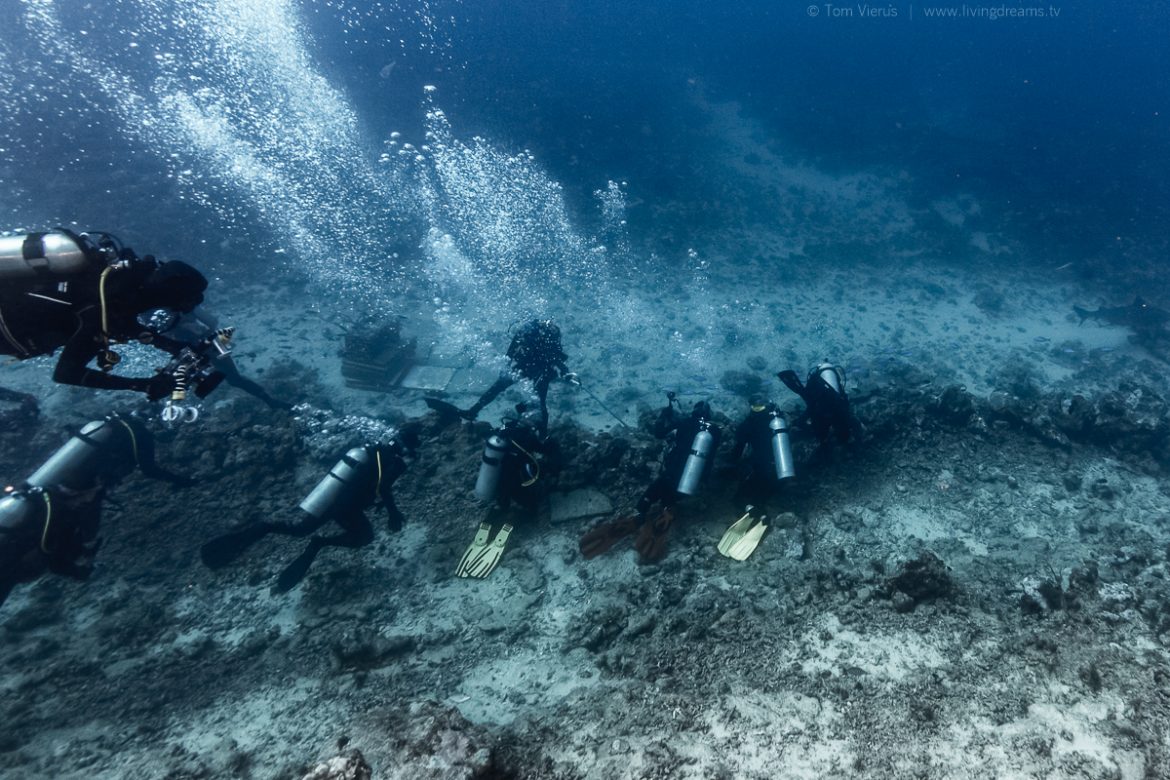 Bull Sharks in Fiji - Diving the Shark Reef Marine Reserve with Beqa ...