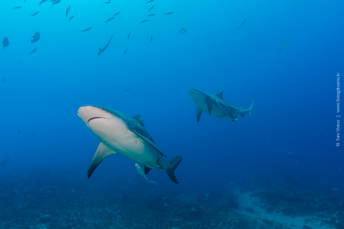 Bull Sharks in Fiji - Diving the Shark Reef Marine Reserve with Beqa ...