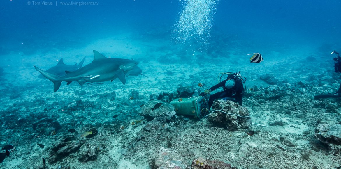 Bull Sharks in Fiji - Diving the Shark Reef Marine Reserve with Beqa ...