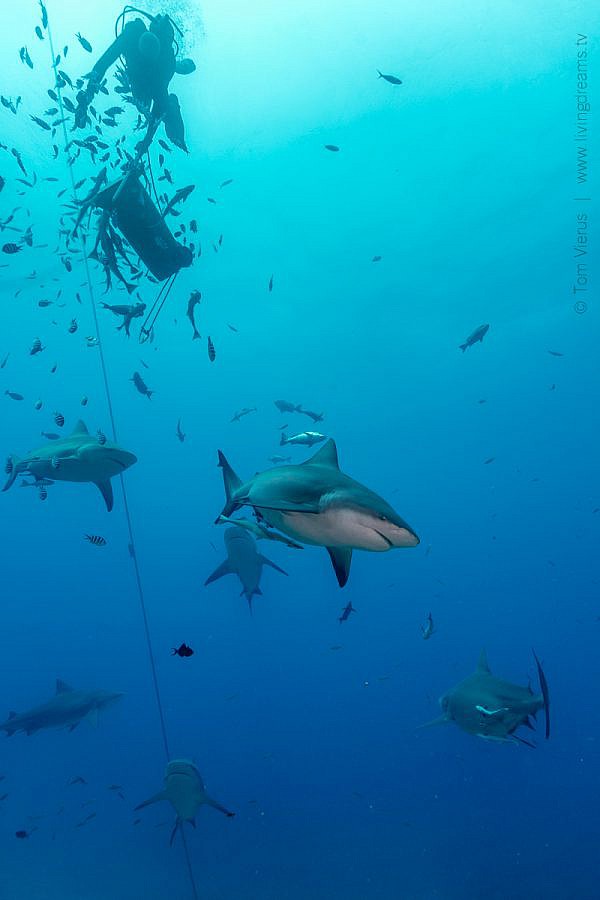Bull Sharks in Fiji - Diving the Shark Reef Marine Reserve with Beqa ...