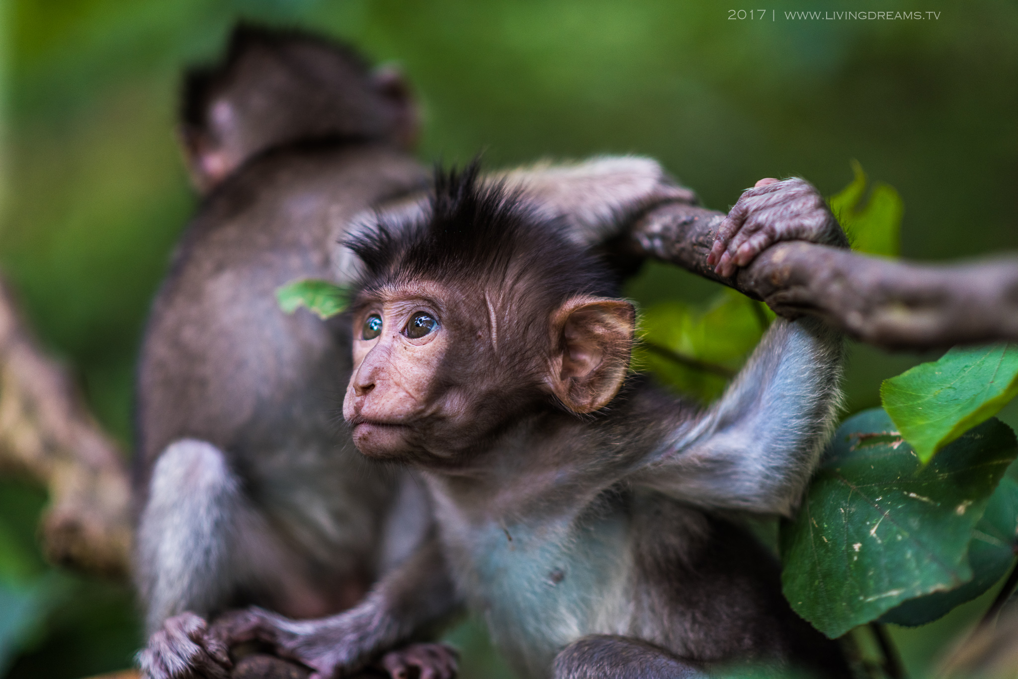 The macaques of Ubud: the Monkey Forest from a photography perspective ...