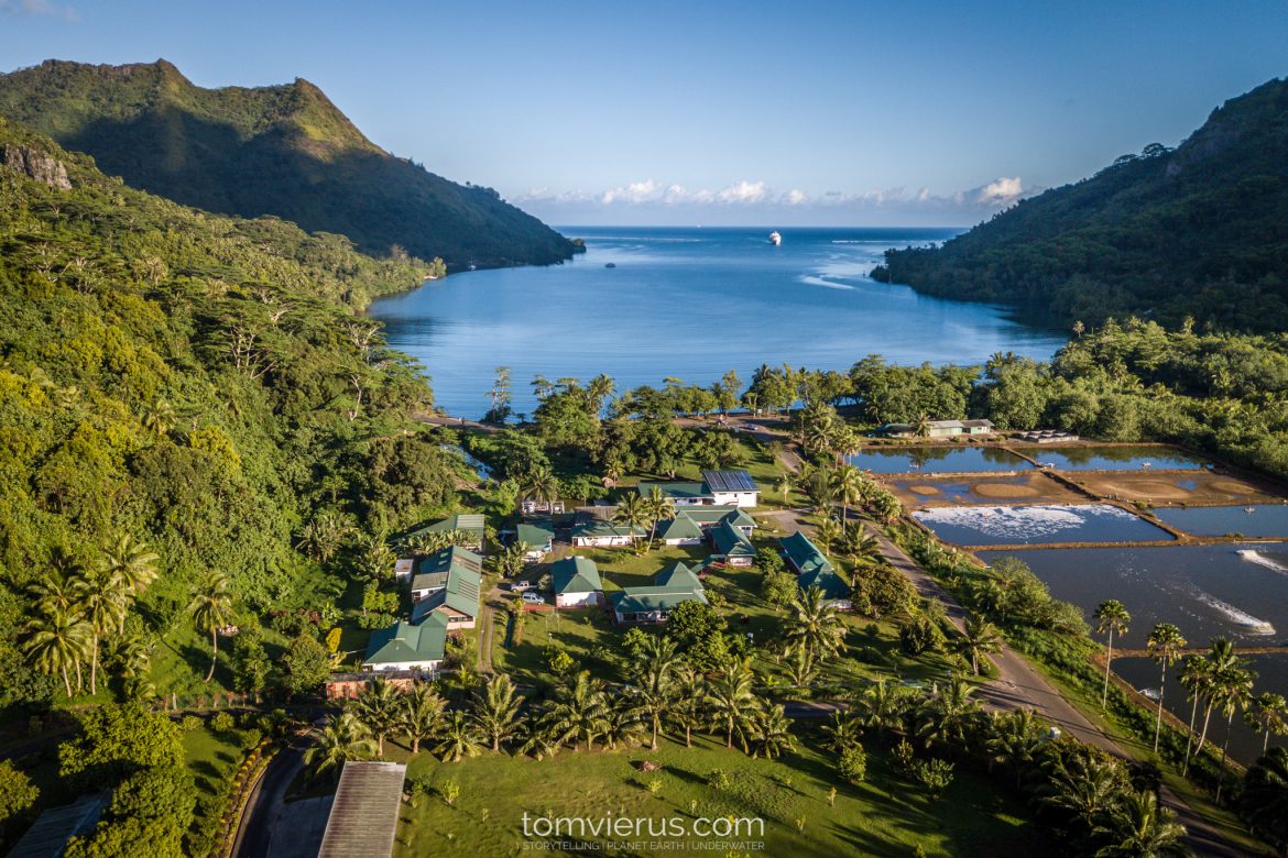 #physioshark | Shark Research on Moorea, French Polynesia ...