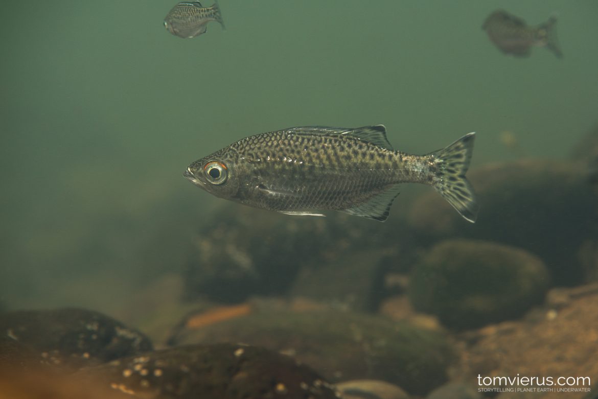 Freshwater underwater photography on Moorea, French Polynesia ...