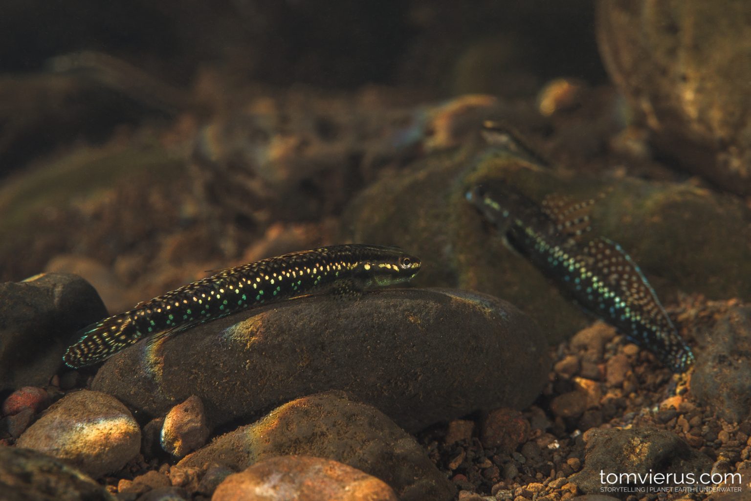 Freshwater underwater photography on Moorea, French Polynesia ...