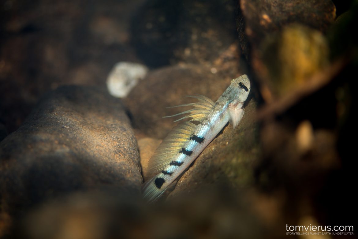 Freshwater underwater photography on Moorea, French Polynesia ...
