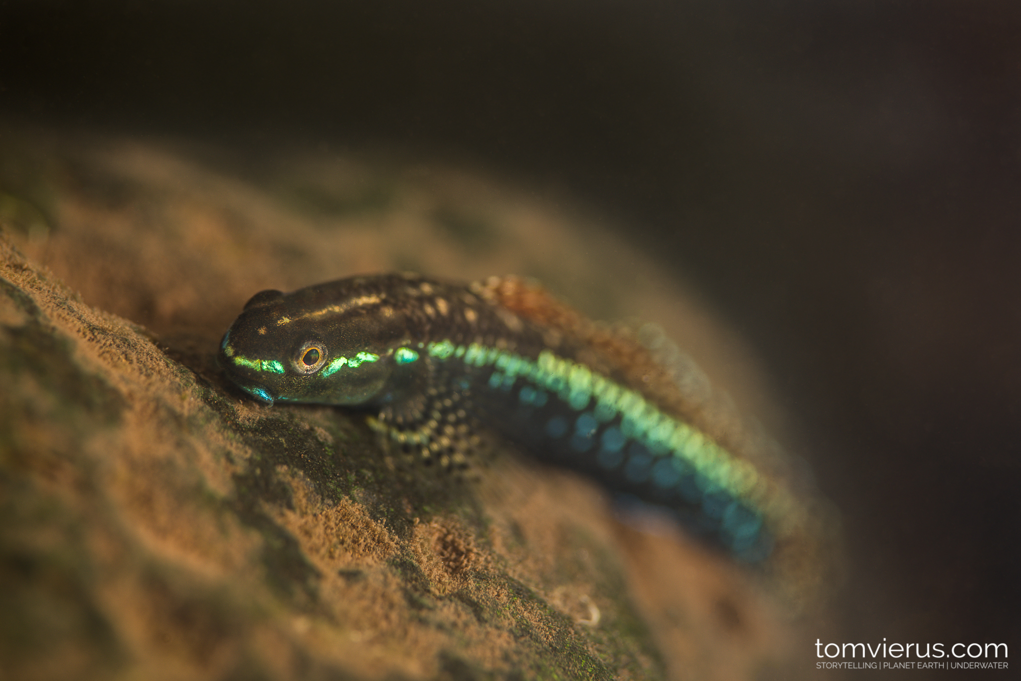 Freshwater underwater photography on Moorea, French Polynesia ...