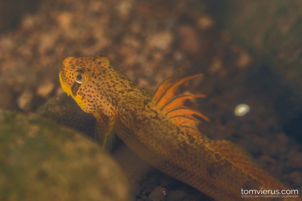 Freshwater underwater photography on Moorea, French Polynesia ...
