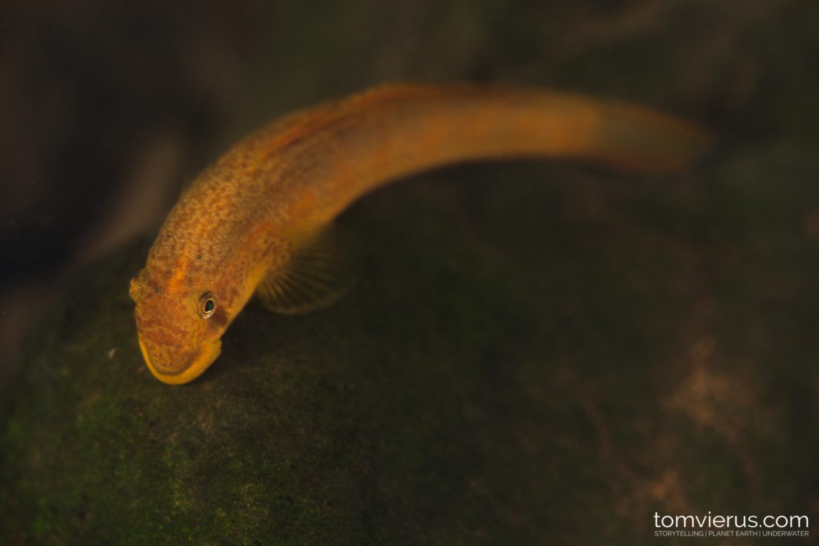 Freshwater underwater photography on Moorea, French Polynesia ...