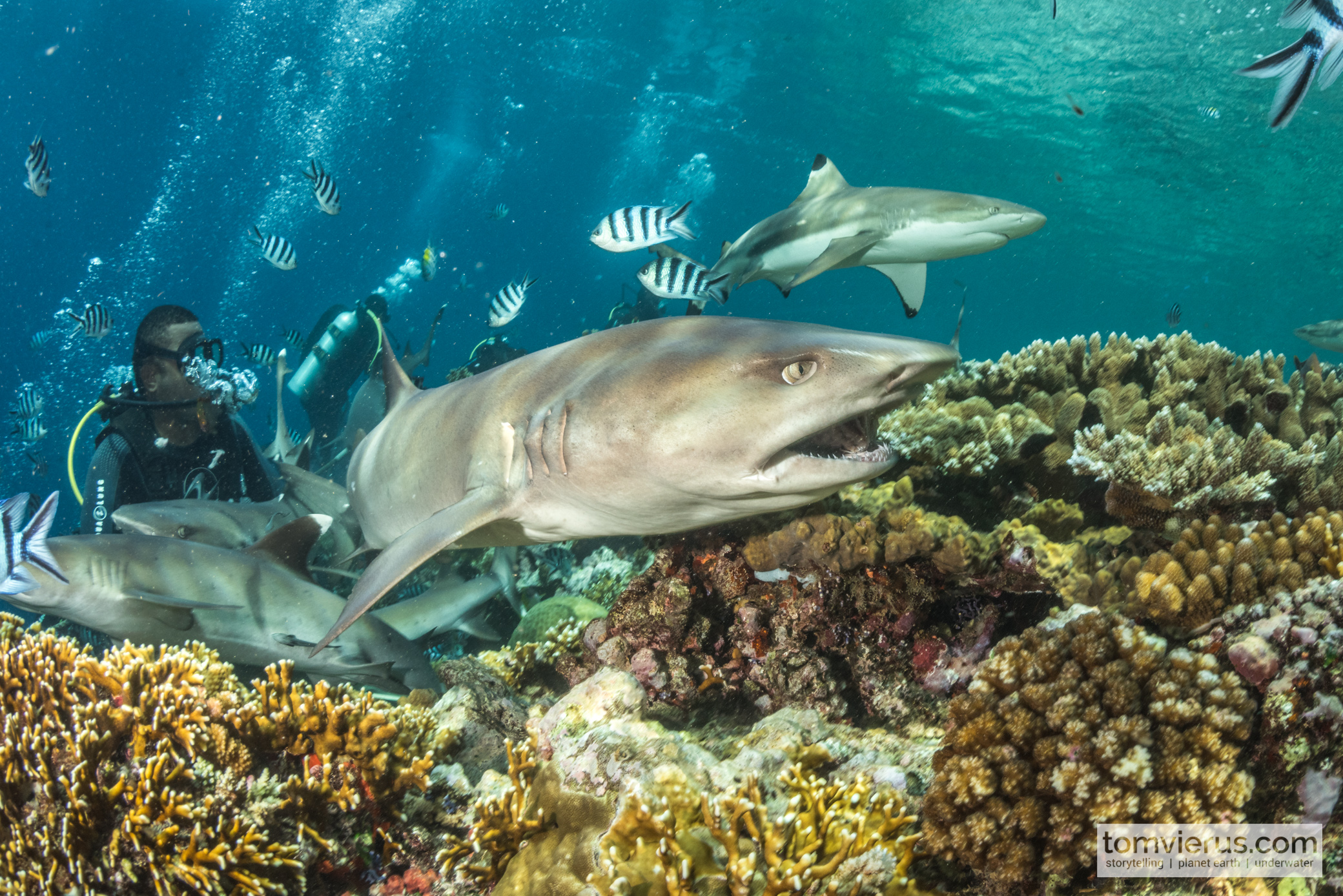 Fiji Shark Diving 2018 | Livingdreams.tv