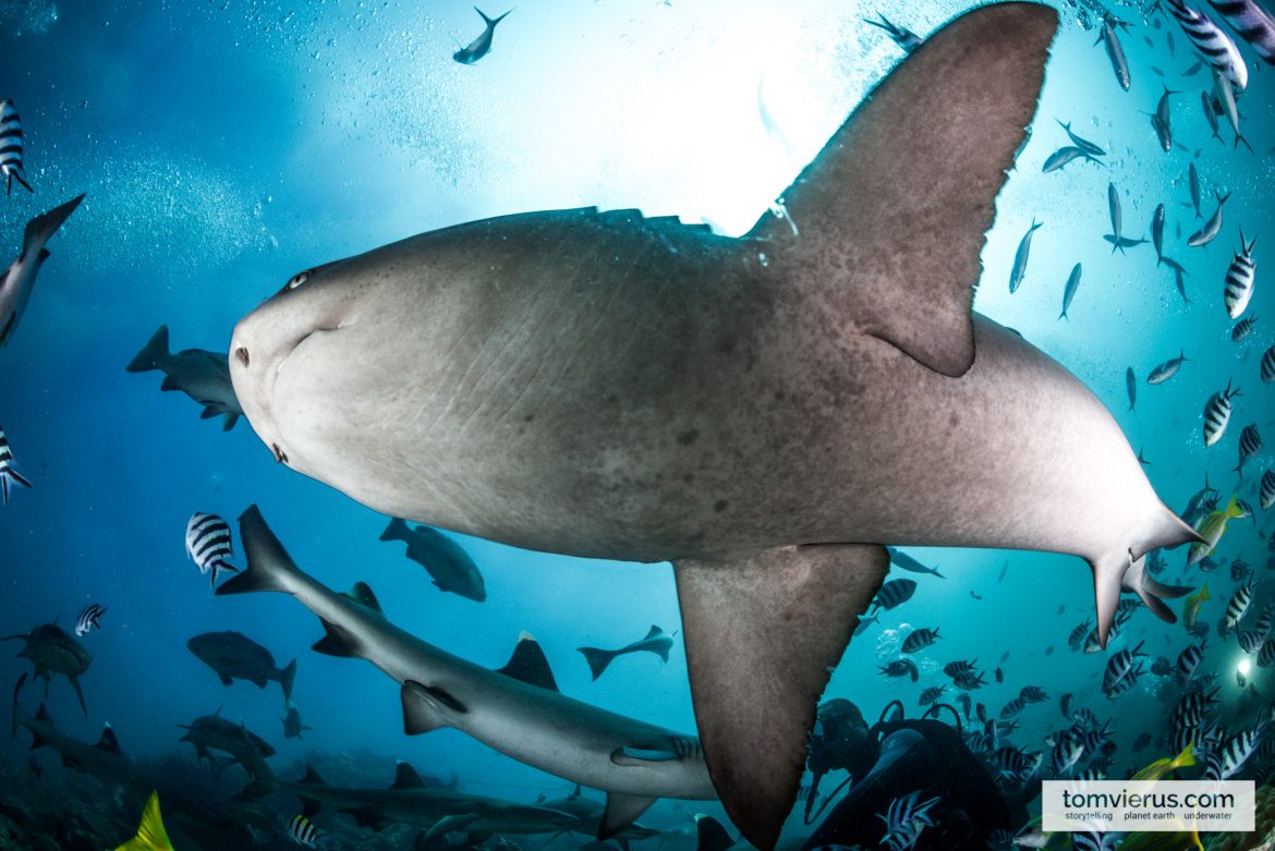 Fiji Shark Diving 2018 - Livingdreams.tvLivingdreams.tv