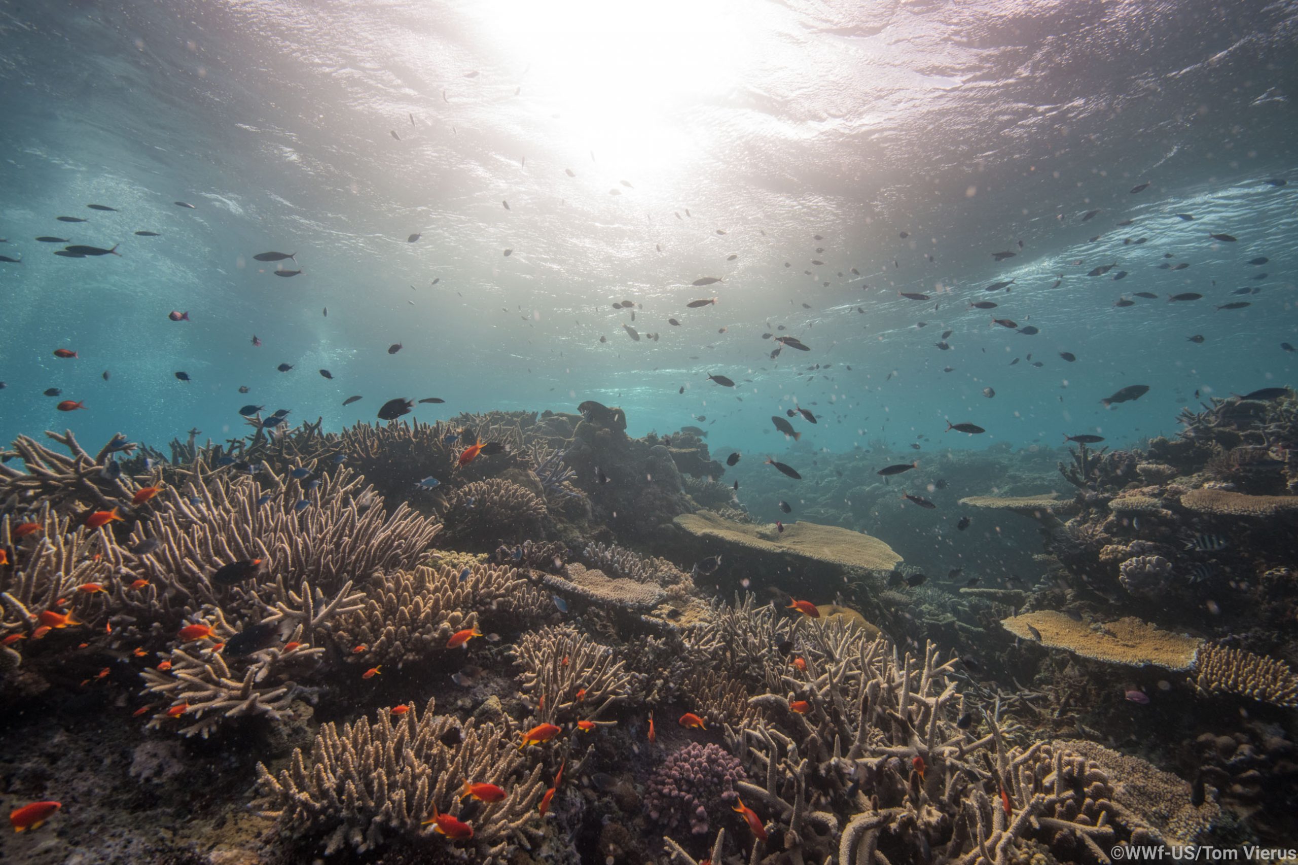 Great Sea Reef Survey | WWF Assignment in Fiji - Livingdreams ...