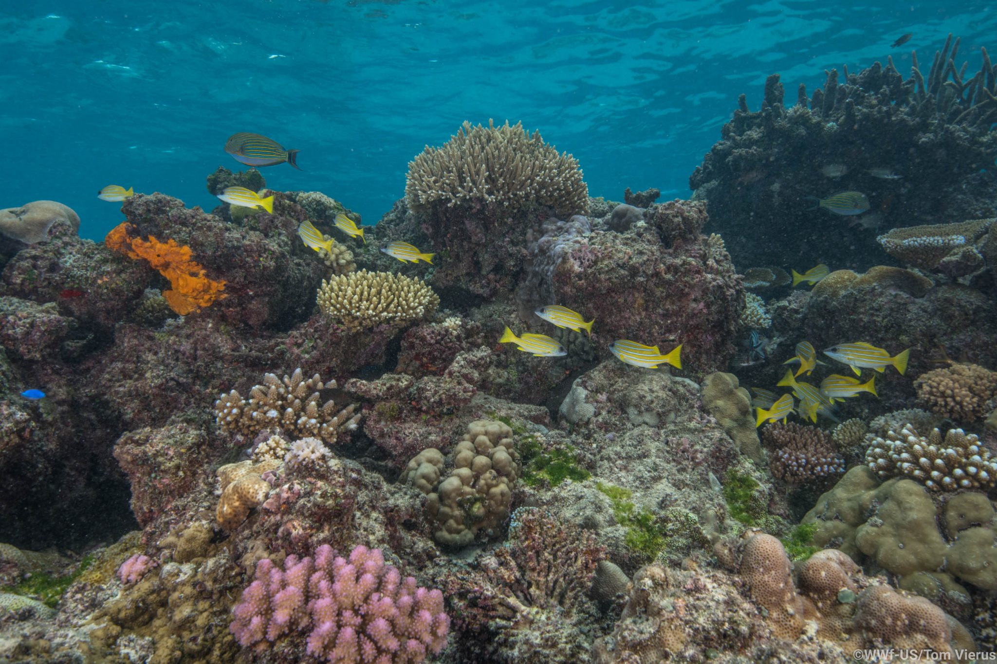 Great Sea Reef Survey | WWF Assignment in Fiji - Livingdreams ...