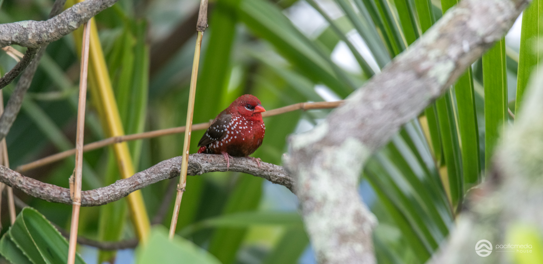 Small to medium-sized birds of Fiji - Part 1 - Livingdreams ...