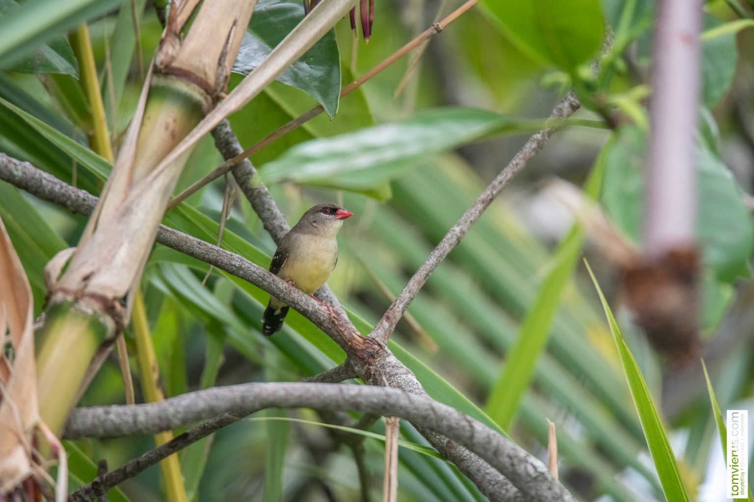 Project manumanu vuka | Photos of all birds of Fiji | Livingdreams.tv
