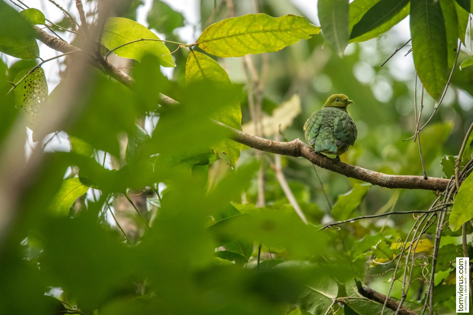 Project manumanu vuka | Photos of all birds of Fiji | Livingdreams.tv