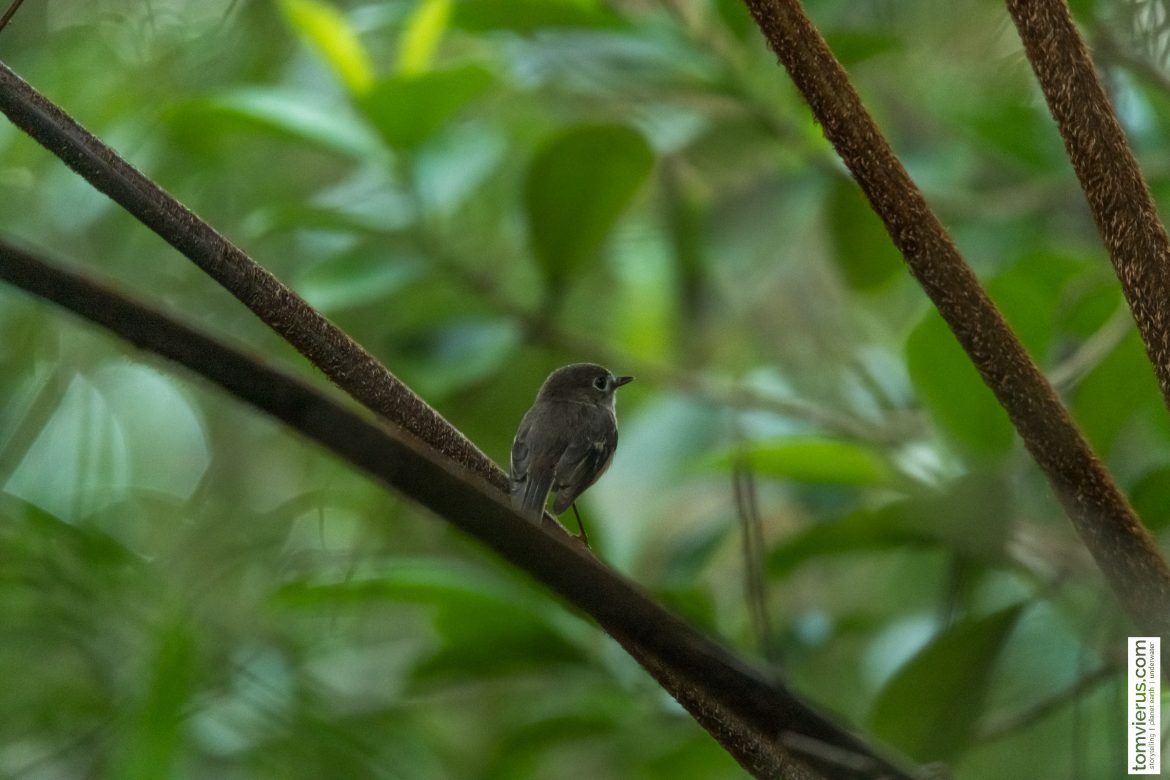 Project manumanu vuka | Photos of all birds of Fiji | Livingdreams.tv