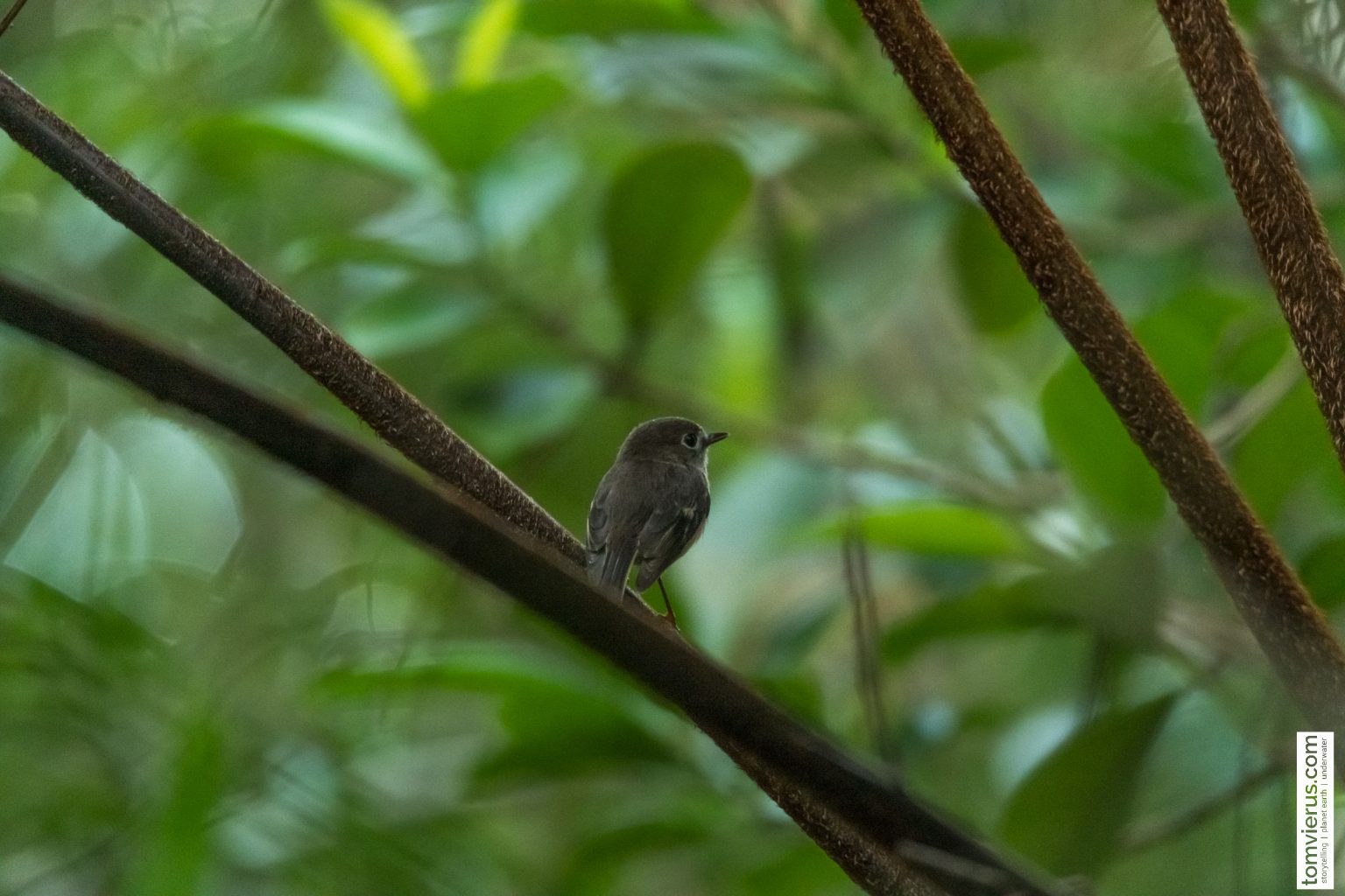 Project manumanu vuka | Photos of all birds of Fiji | Livingdreams.tv