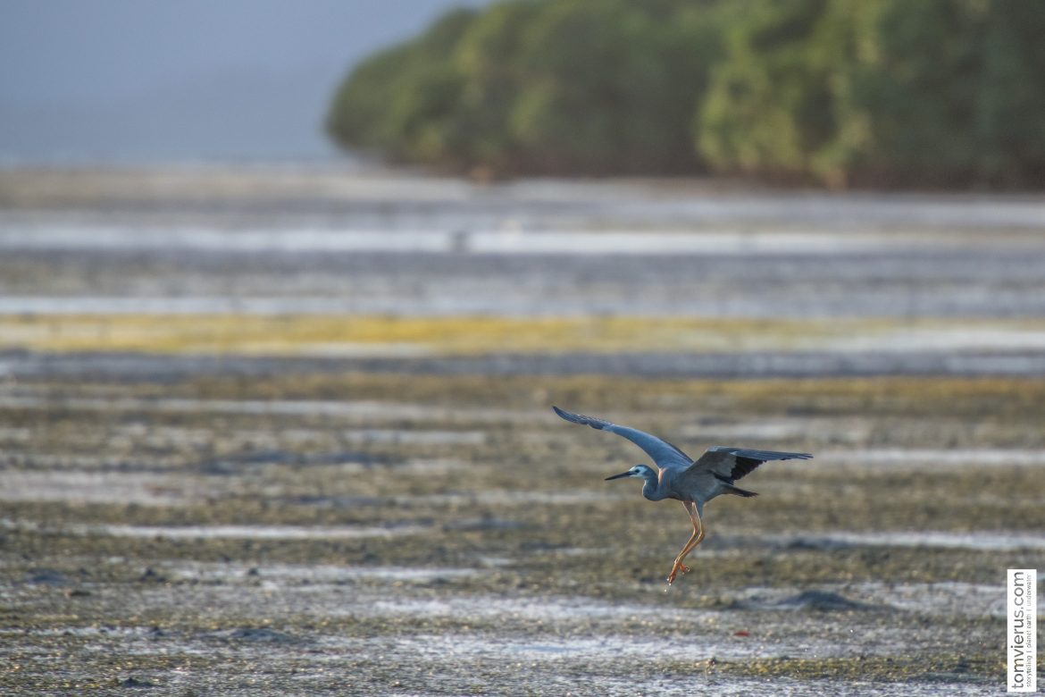 Project manumanu vuka | Photos of all birds of Fiji | Livingdreams.tv