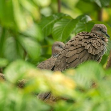 Doves | Birds of Fiji - Part 2 | Livingdreams.tv