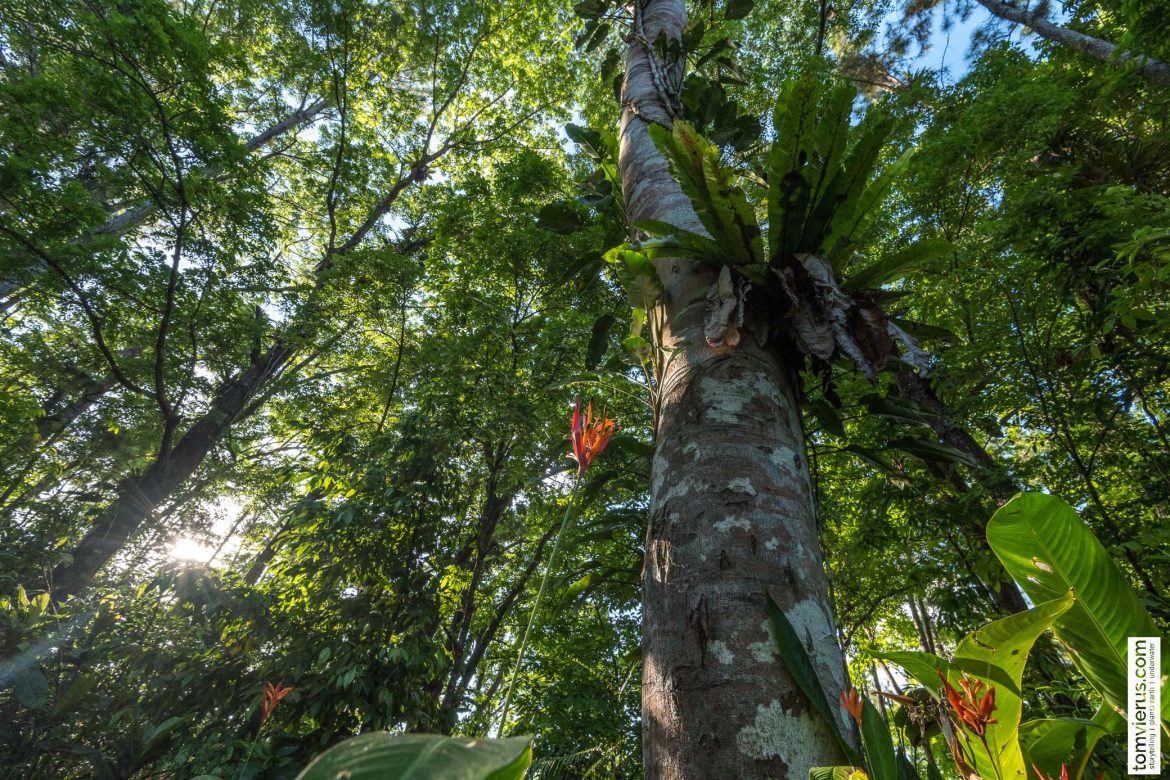 Small to medium-sized birds of Fiji - Part 1 - Livingdreams ...