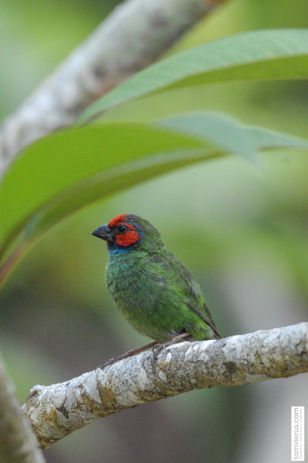 Small to medium-sized birds of Fiji - Part 1 | Livingdreams.tv
