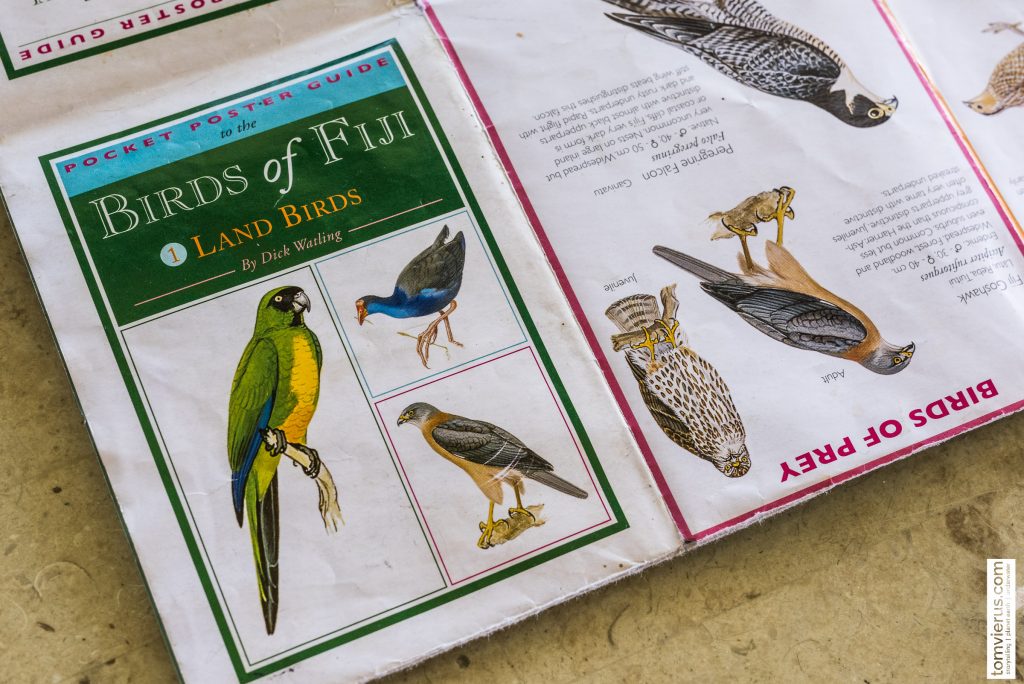 Doves | Birds of Fiji - Part 2 - Livingdreams.tvLivingdreams.tv