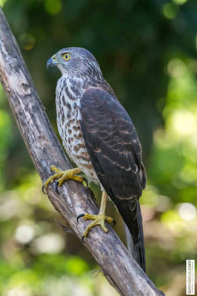 Project manumanu vuka | Photos of all birds of Fiji | Livingdreams.tv
