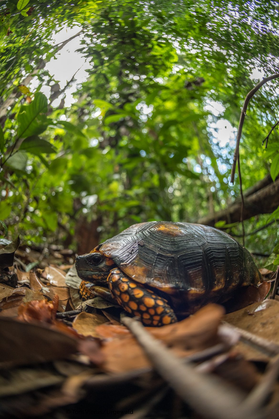 Ecotourism in Guyana | Iwokrama Forest | Part 2 - Livingdreams ...