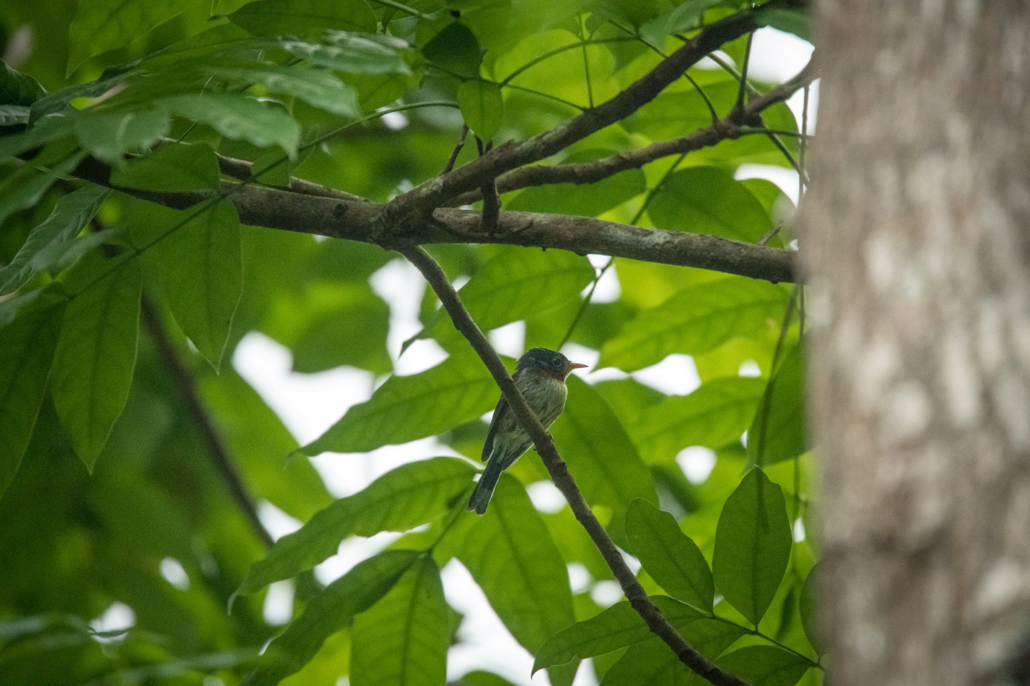 Project manumanu vuka | Photos of all birds of Fiji | Livingdreams.tv