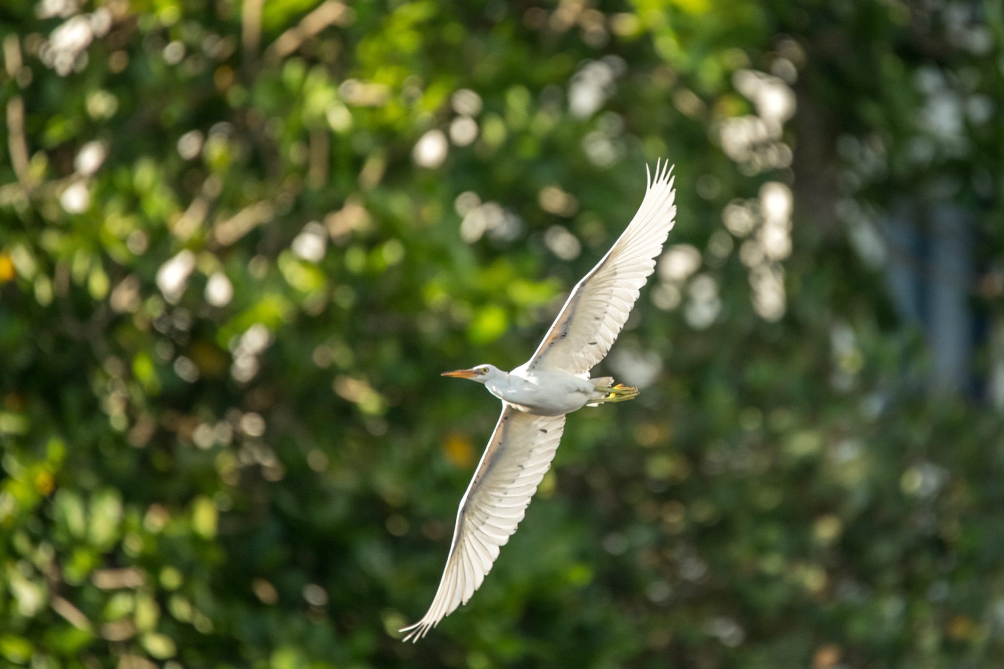 Project manumanu vuka | Photos of all birds of Fiji | Livingdreams.tv