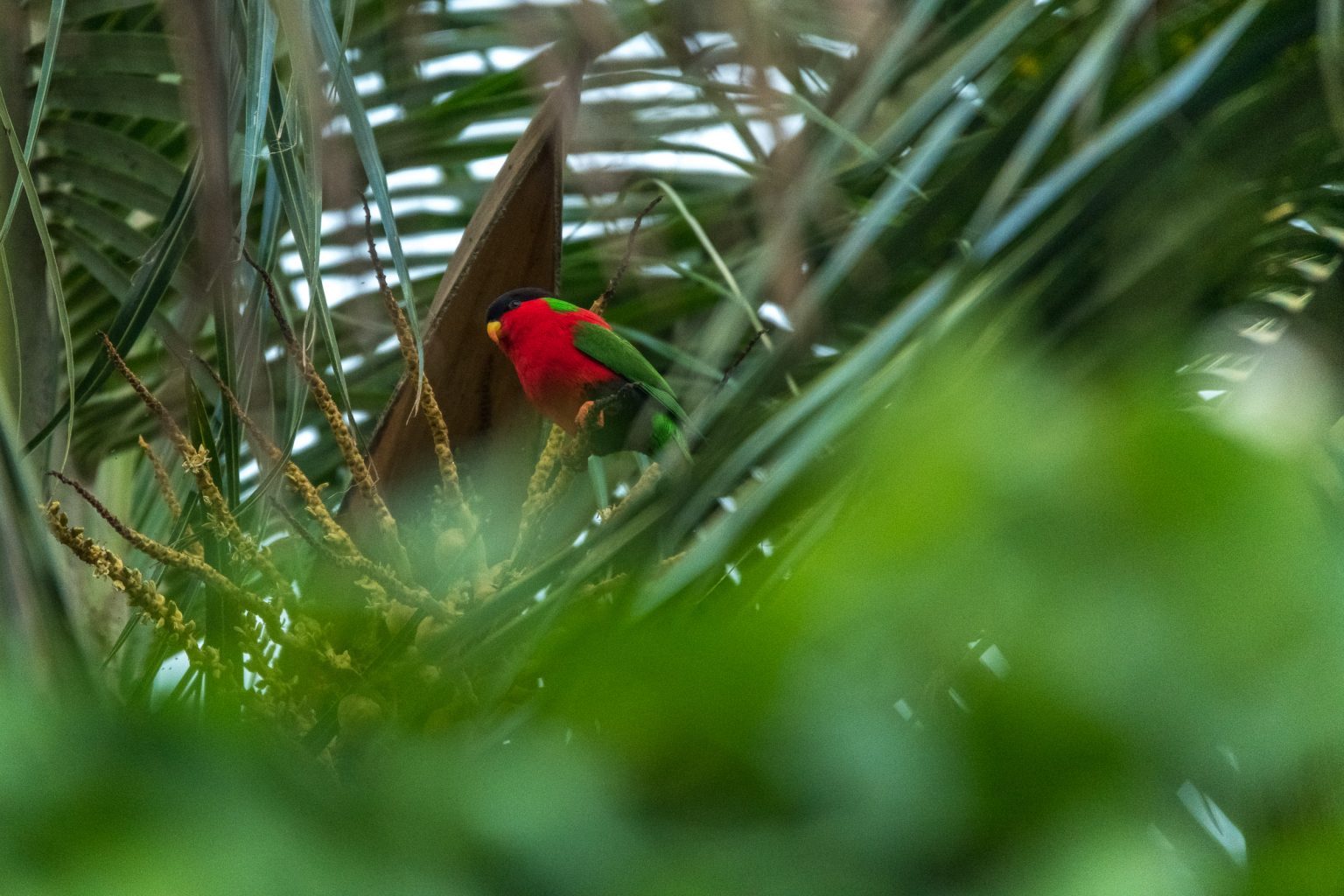 Project manumanu vuka | Photos of all birds of Fiji | Livingdreams.tv