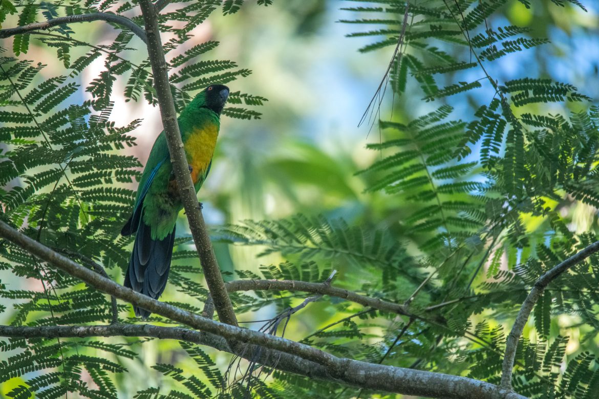 Project manumanu vuka | Photos of all birds of Fiji | Livingdreams.tv