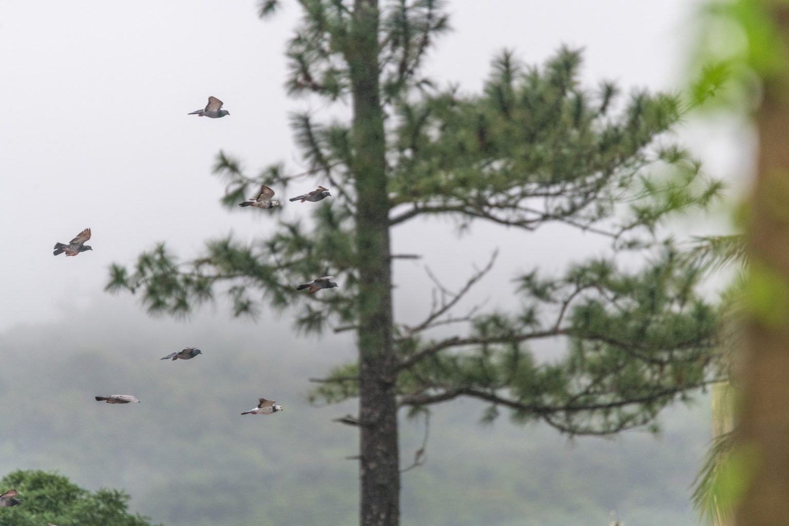 Project manumanu vuka | Photos of all birds of Fiji | Livingdreams.tv