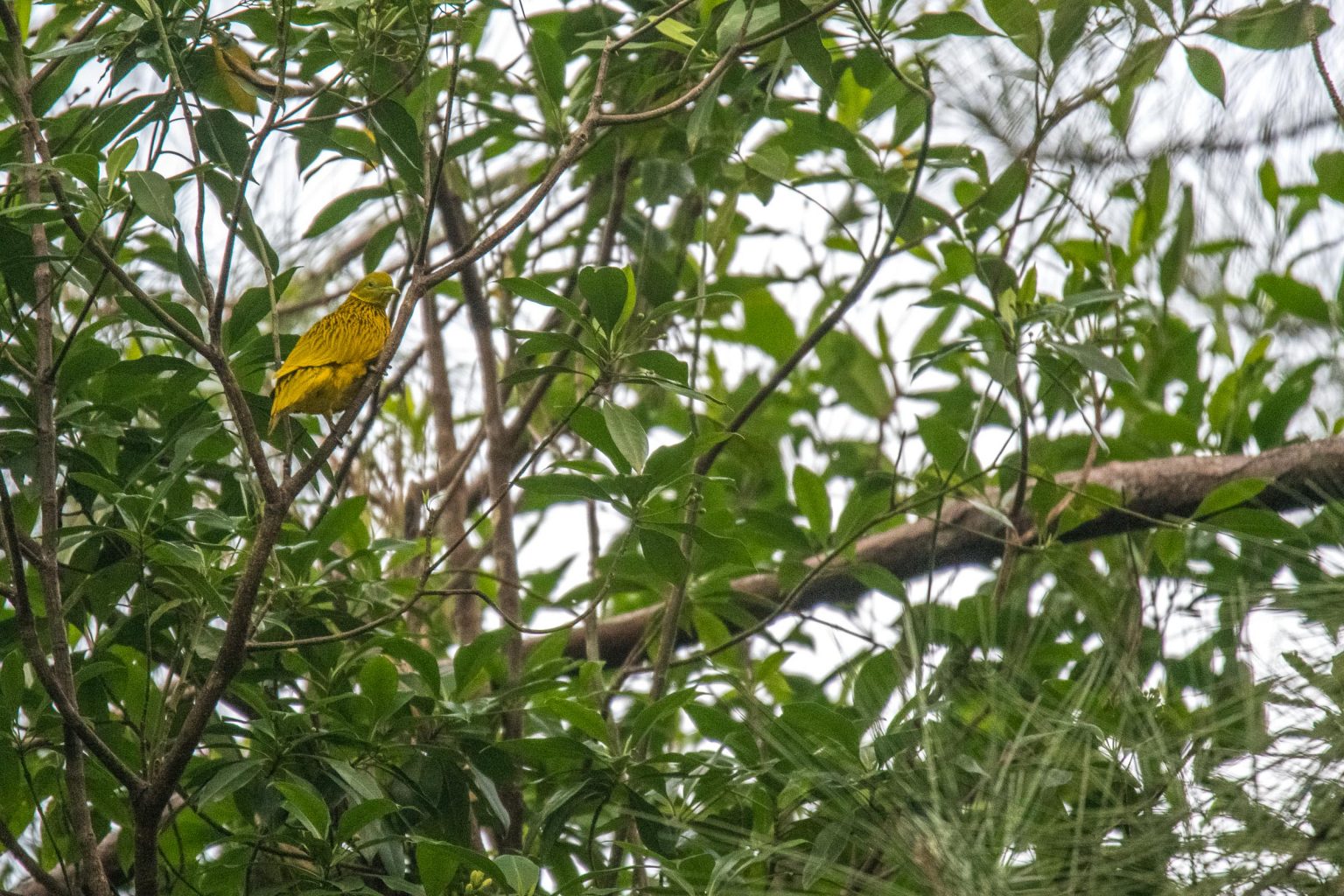 Project manumanu vuka | Photos of all birds of Fiji | Livingdreams.tv