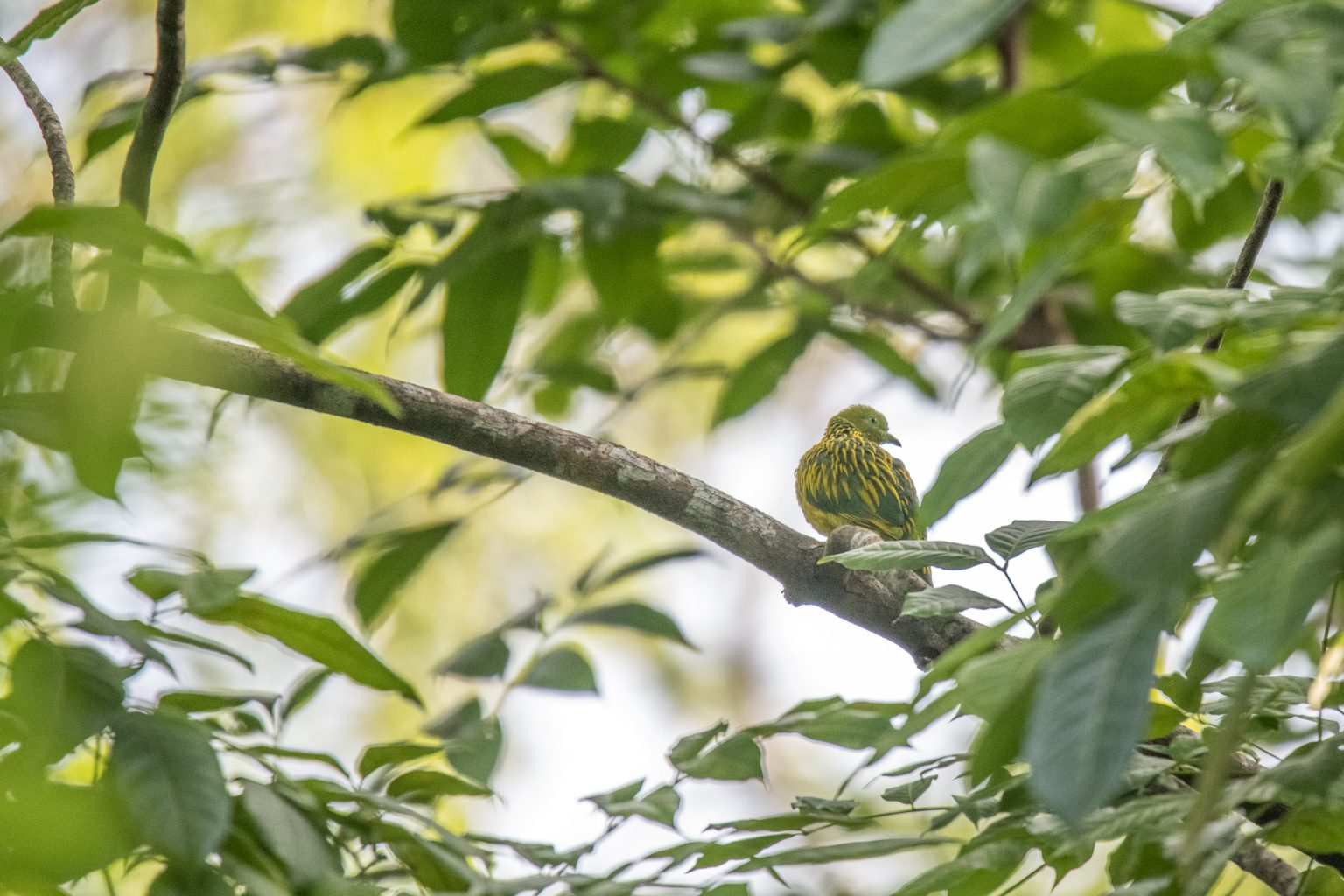 Project manumanu vuka | Photos of all birds of Fiji | Livingdreams.tv