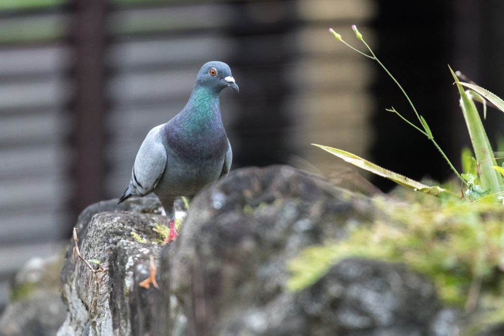 Project manumanu vuka | Photos of all birds of Fiji | Livingdreams.tv