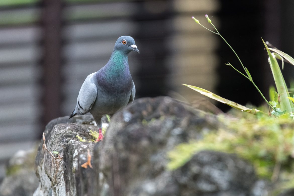 Project manumanu vuka | Photos of all birds of Fiji | Livingdreams.tv