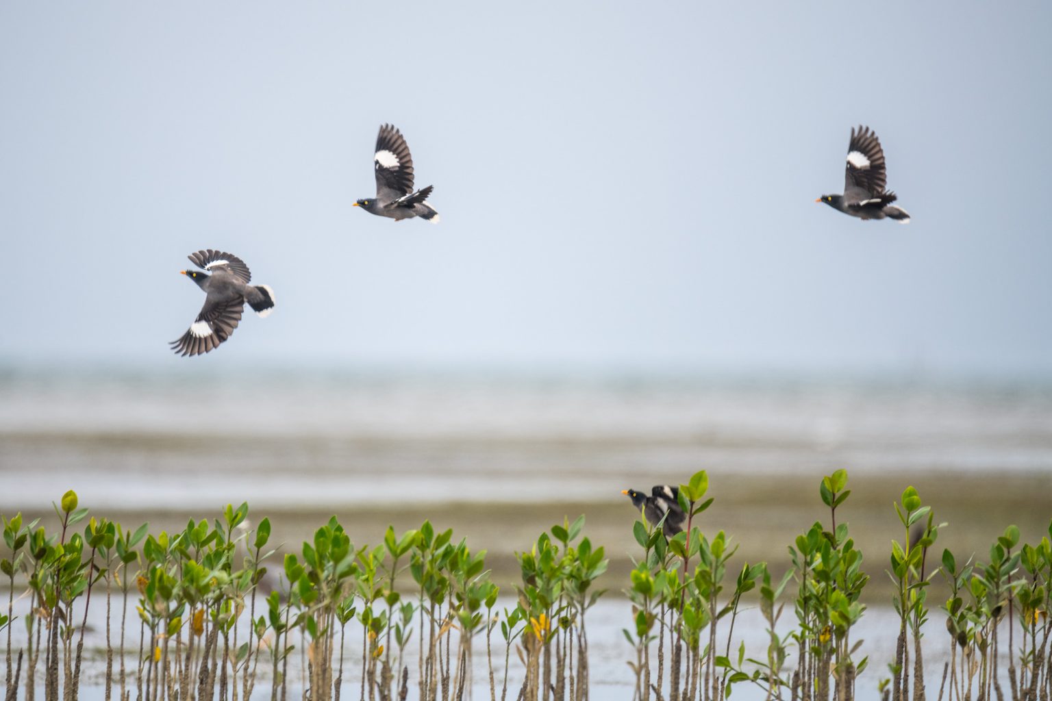 Project manumanu vuka | Photos of all birds of Fiji | Livingdreams.tv