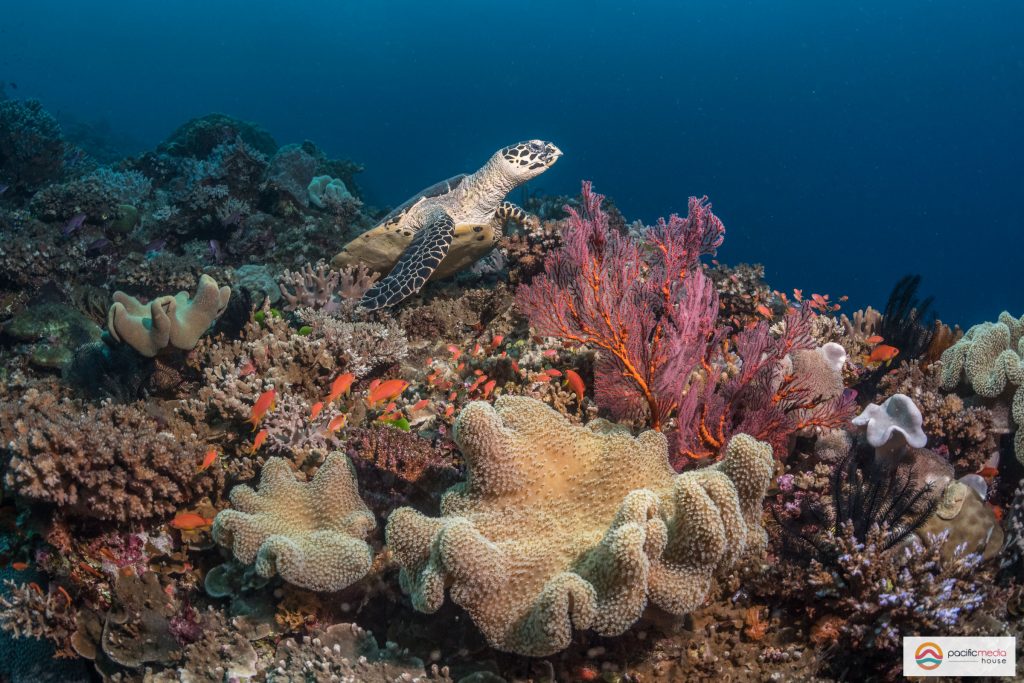 Turtles in Fiji - A brief history and law overview - Livingdreams ...