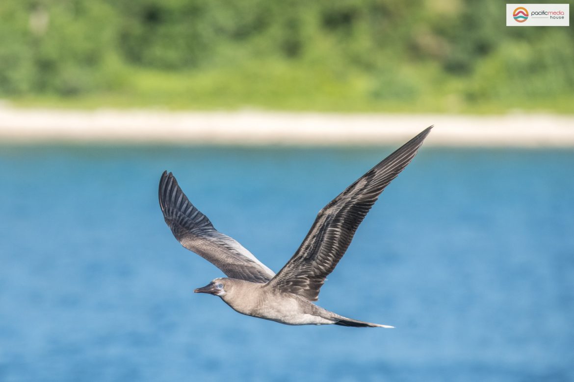 Project manumanu vuka | Photos of all birds of Fiji - Livingdreams.tv