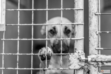 What makes me really sad... street dogs in Fiji - Livingdreams ...