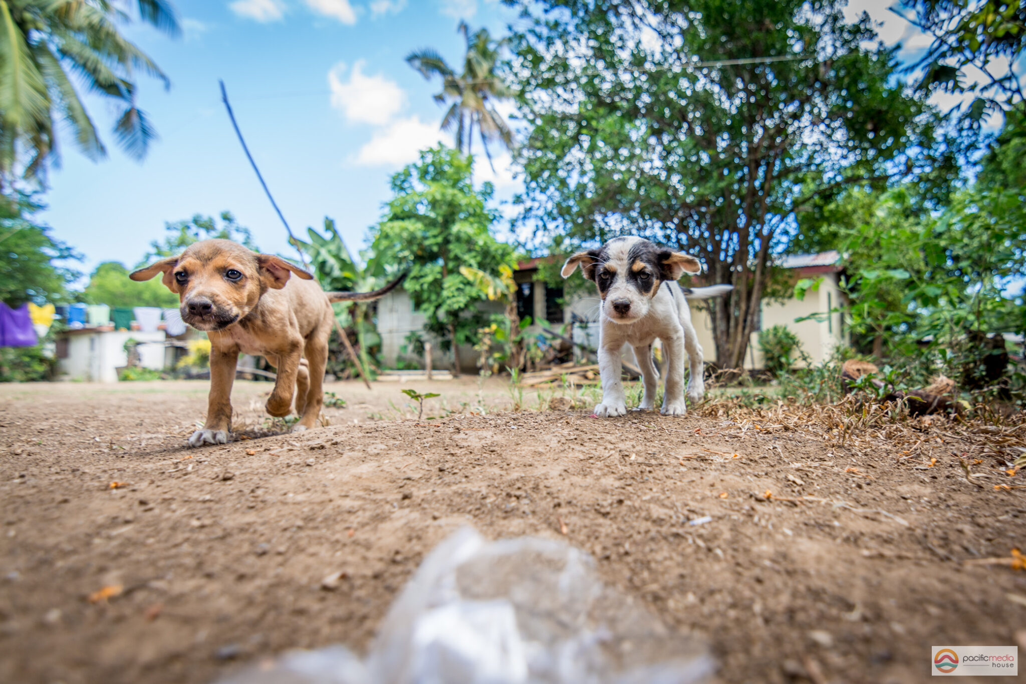 What makes me really sad... street dogs in Fiji - Livingdreams ...