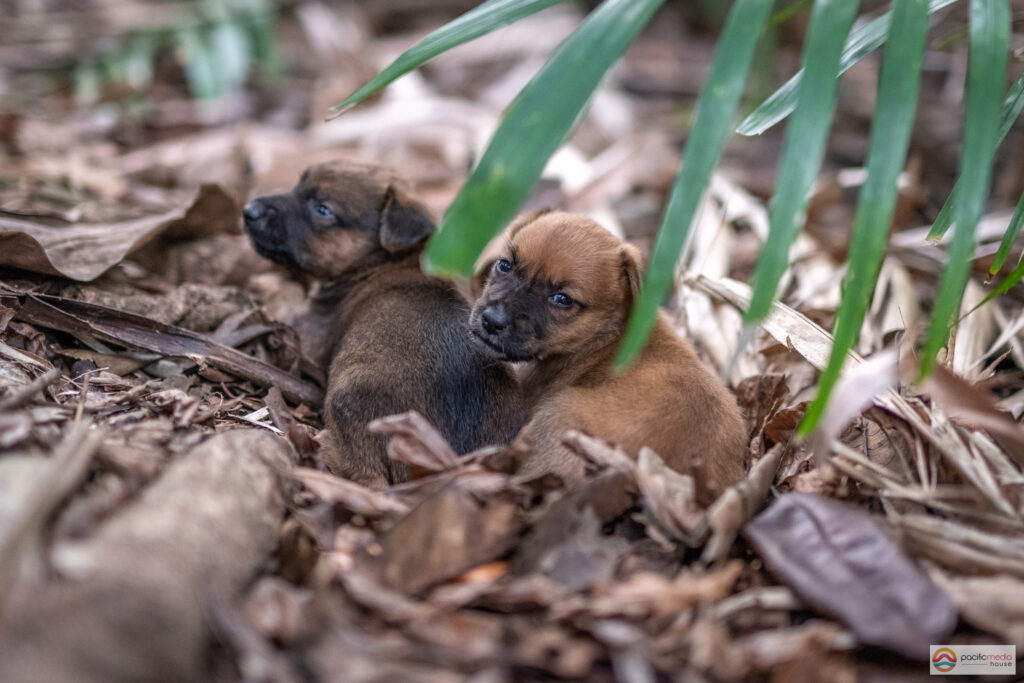 What makes me really sad... street dogs in Fiji - Livingdreams ...