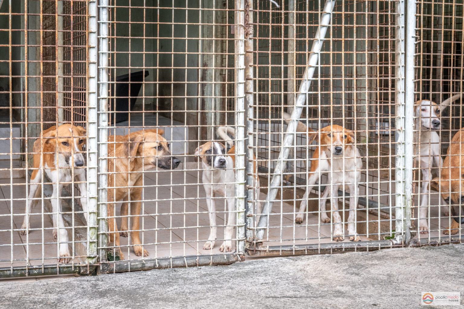 What makes me really sad... street dogs in Fiji - Livingdreams ...
