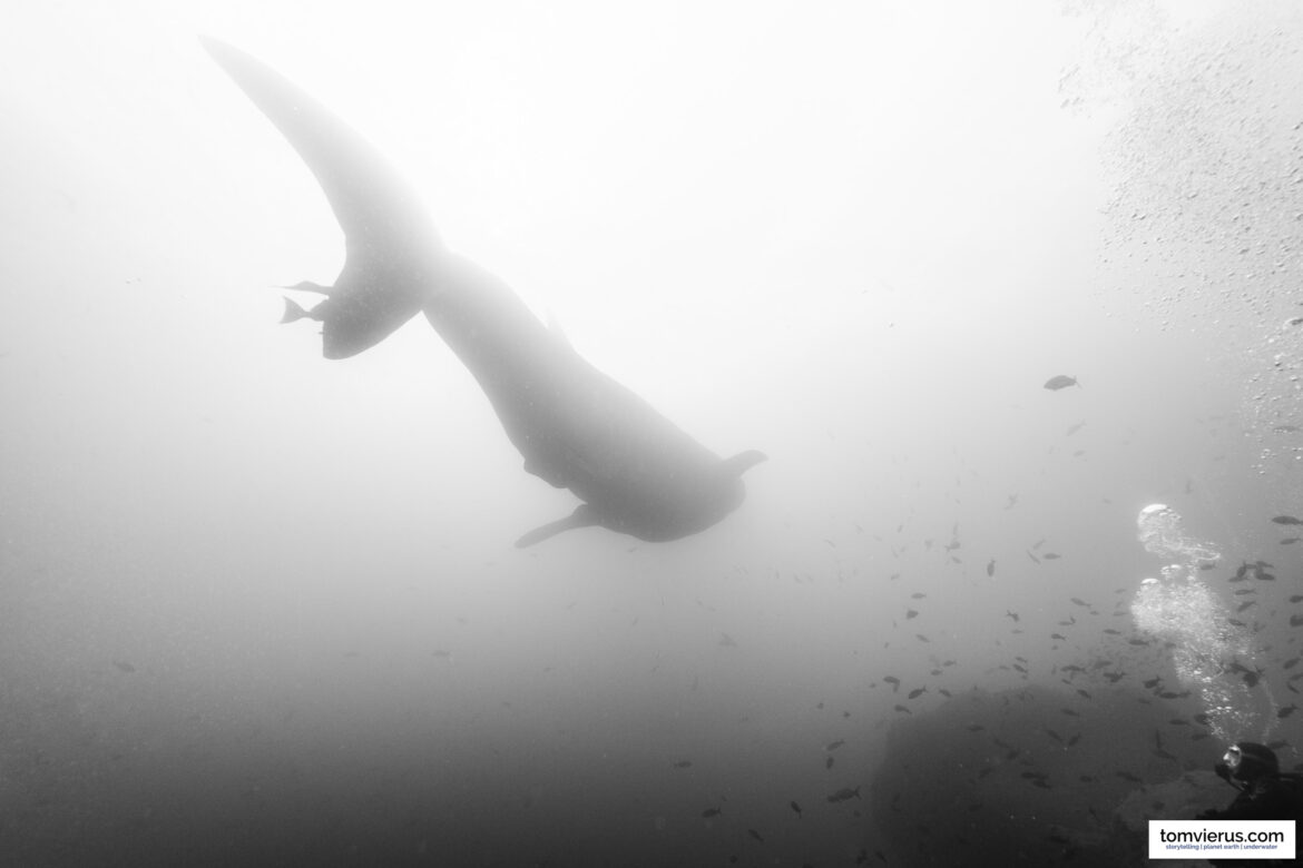 Galápagos Diving from a Photography Perspective | Darwin's Arch | Part ...