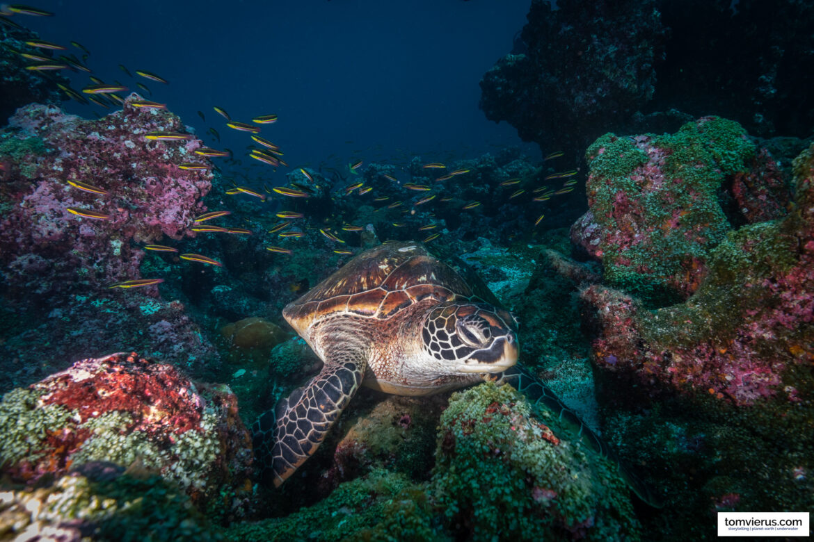 Galápagos Diving from a Photography Perspective | Darwin's Arch | Part ...
